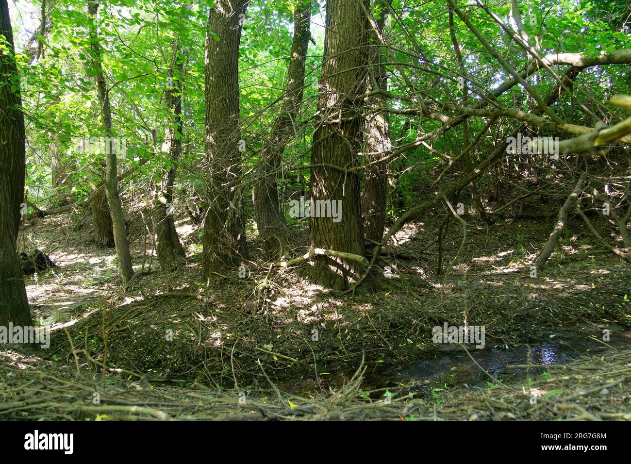 Trees and small stream in the summer forest Stock Photo - Alamy