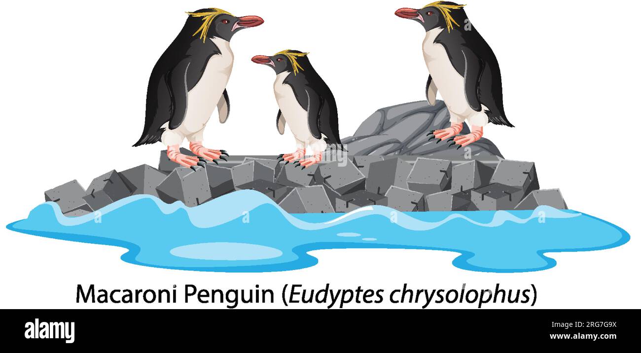 Macaroni penguin cartoon on the rock illustration Stock Vector Image ...