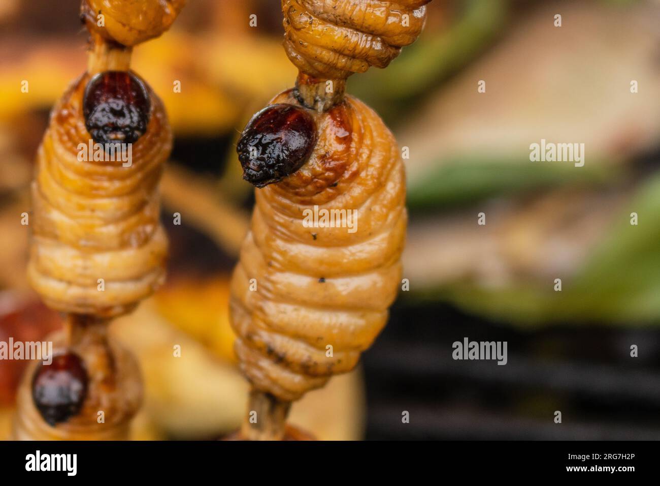 The larva of Rhynchophorus palmarum better known as Suri in the Amazon ...