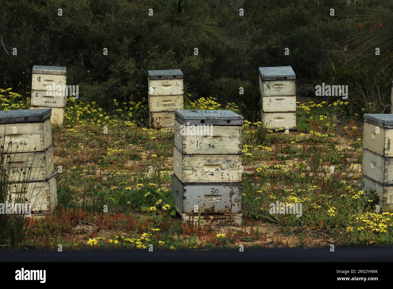 Man made bee hive hi-res stock photography and images - Alamy