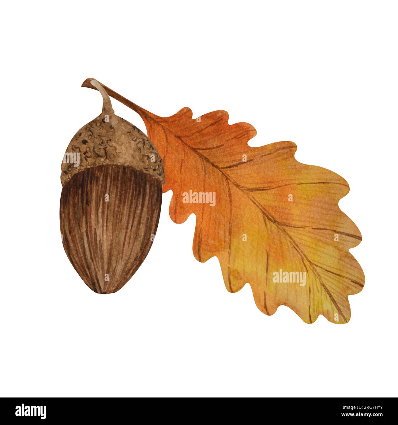 Oak acorns and leaves .Autumn hand drawn illustration.Watercolor stock ...