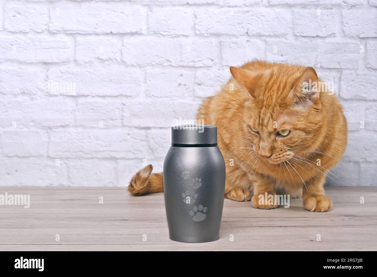 Dead ginger cat hi-res stock photography and images - Alamy