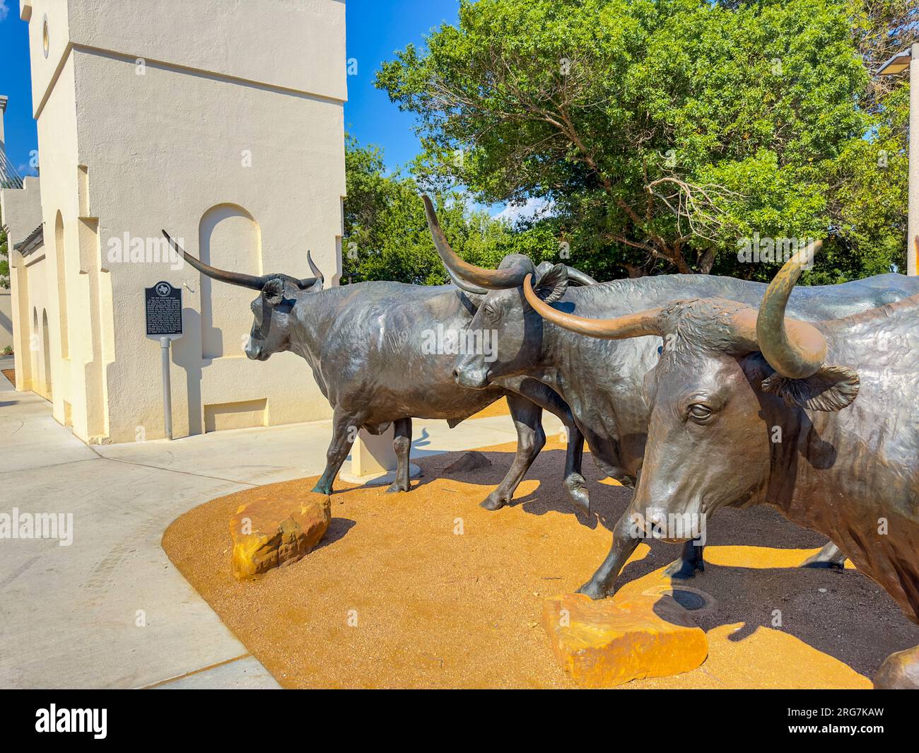 Waco, TX, USA - July 24, 2023: Statue of bulls in Waco Texas Stock ...