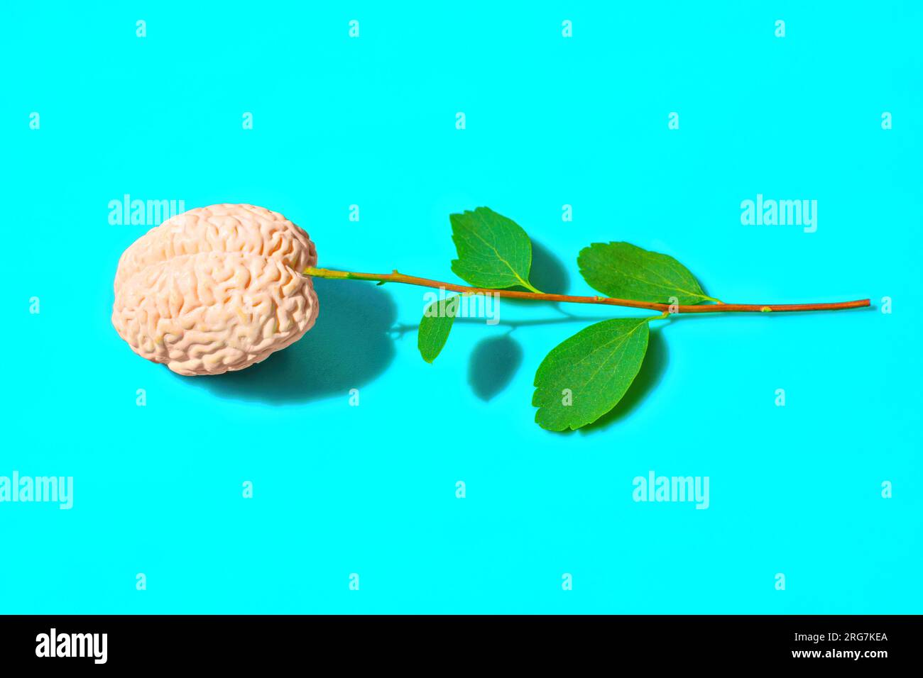 Brain flower composition made from a fresh stem with green leaves and a ...
