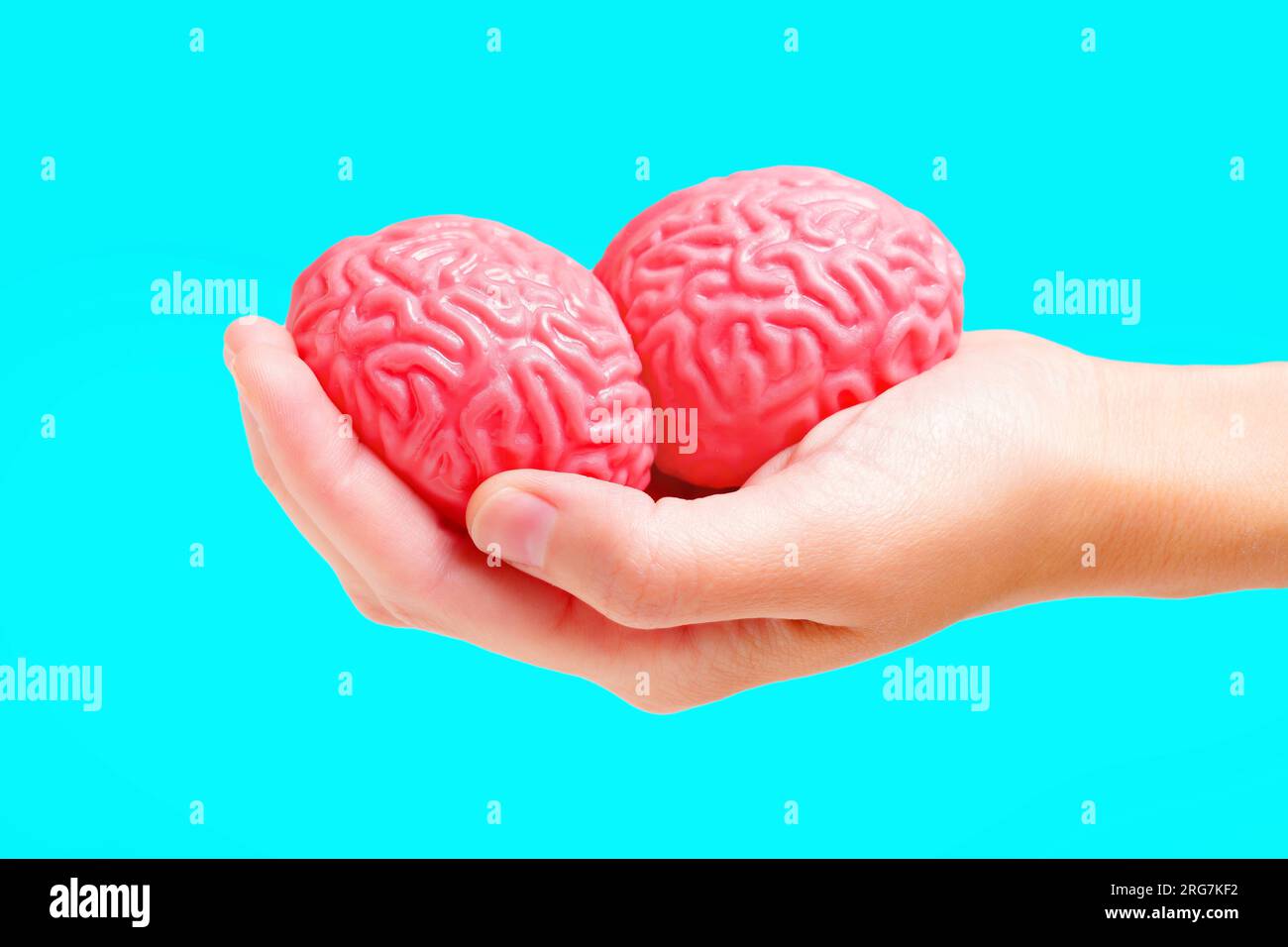 Close-up view of two anatomically accurate human brain models held in ...