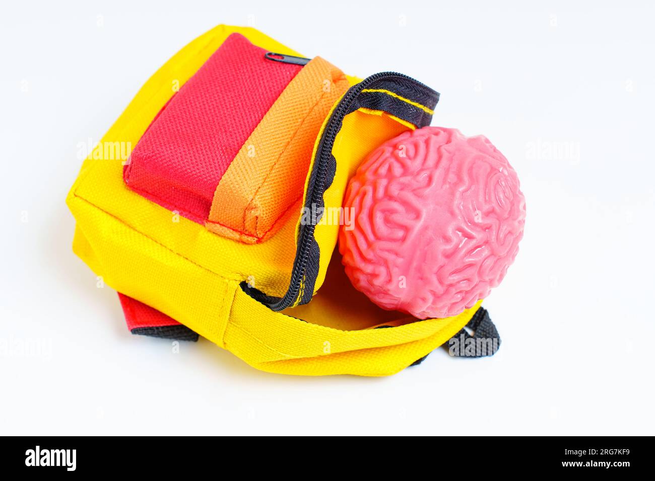 Anatomical model of a human brain placed in a tiny vibrant backpack ...