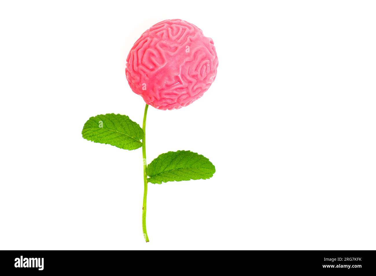 Creative brain as a flower composition arranged from a fresh stem with ...