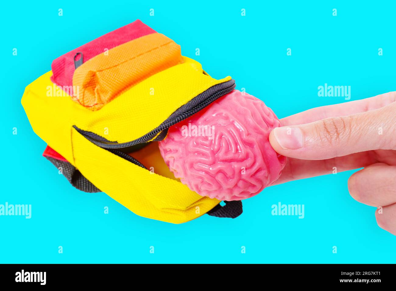 Close-up view of a detailed human brain model being placed in a vibrant ...