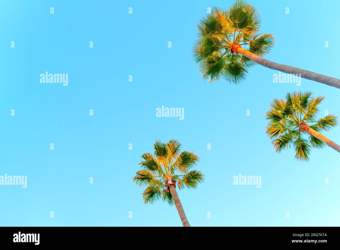 Wide-angle perspective from below, where tall palm trees elegantly ...