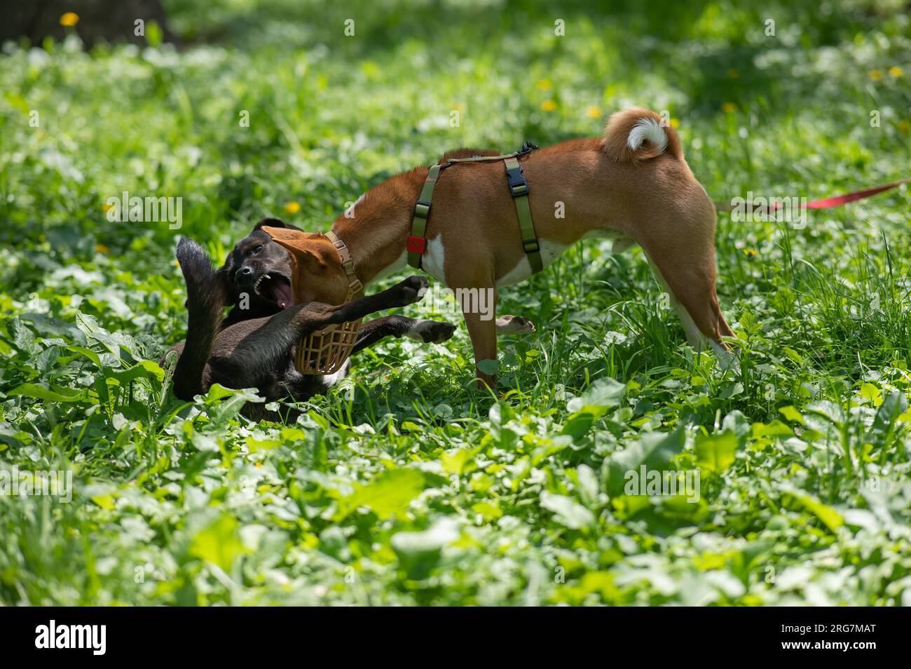 African Basenji dog in a muzzle plays with a stray dog on a walk Stock ...