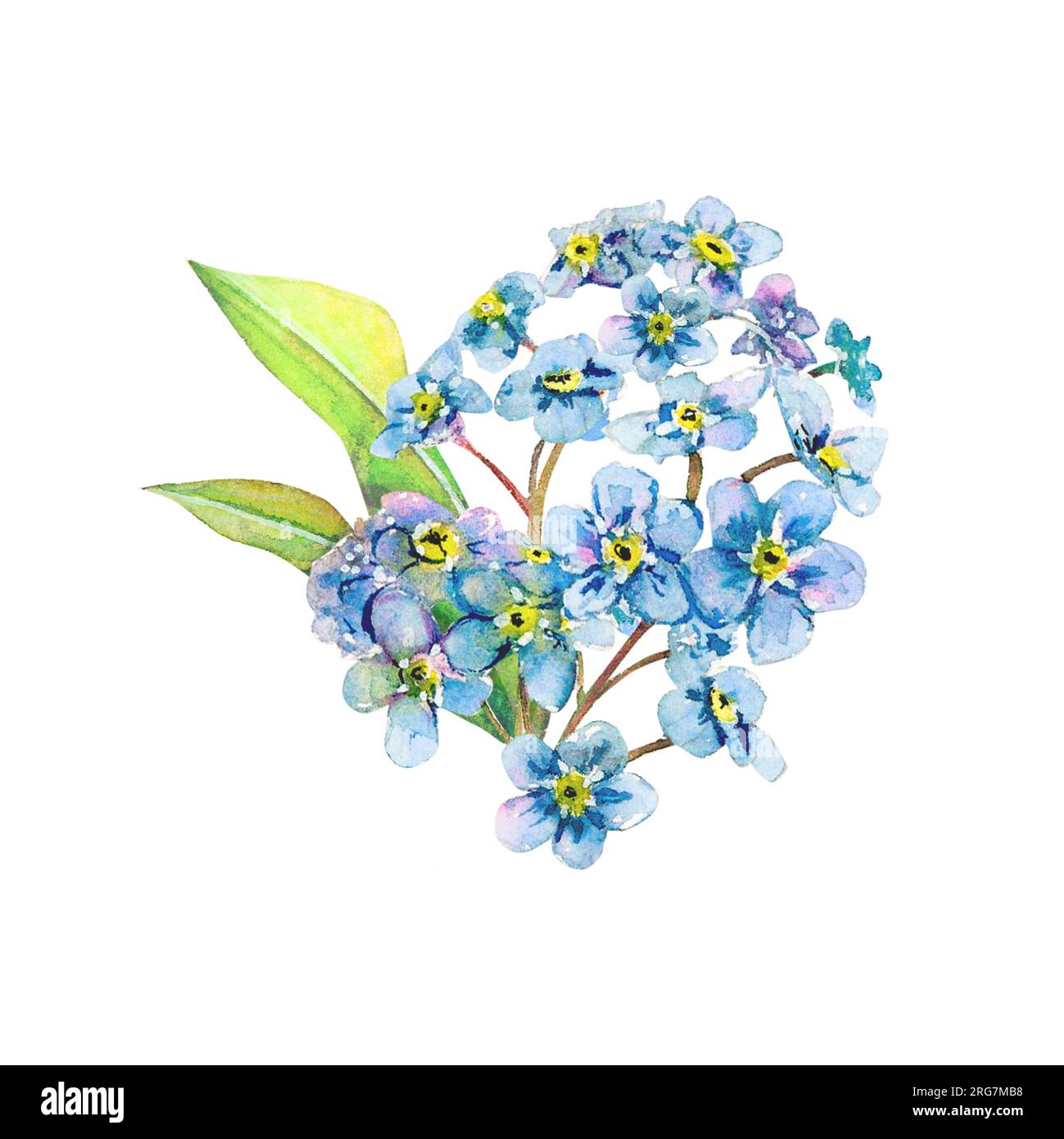 Blue aquarelle forget-me-not hand-drawn. Watercolor floral illustration ...