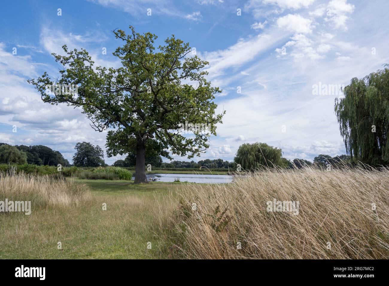 Path through long grass hi-res stock photography and images - Alamy