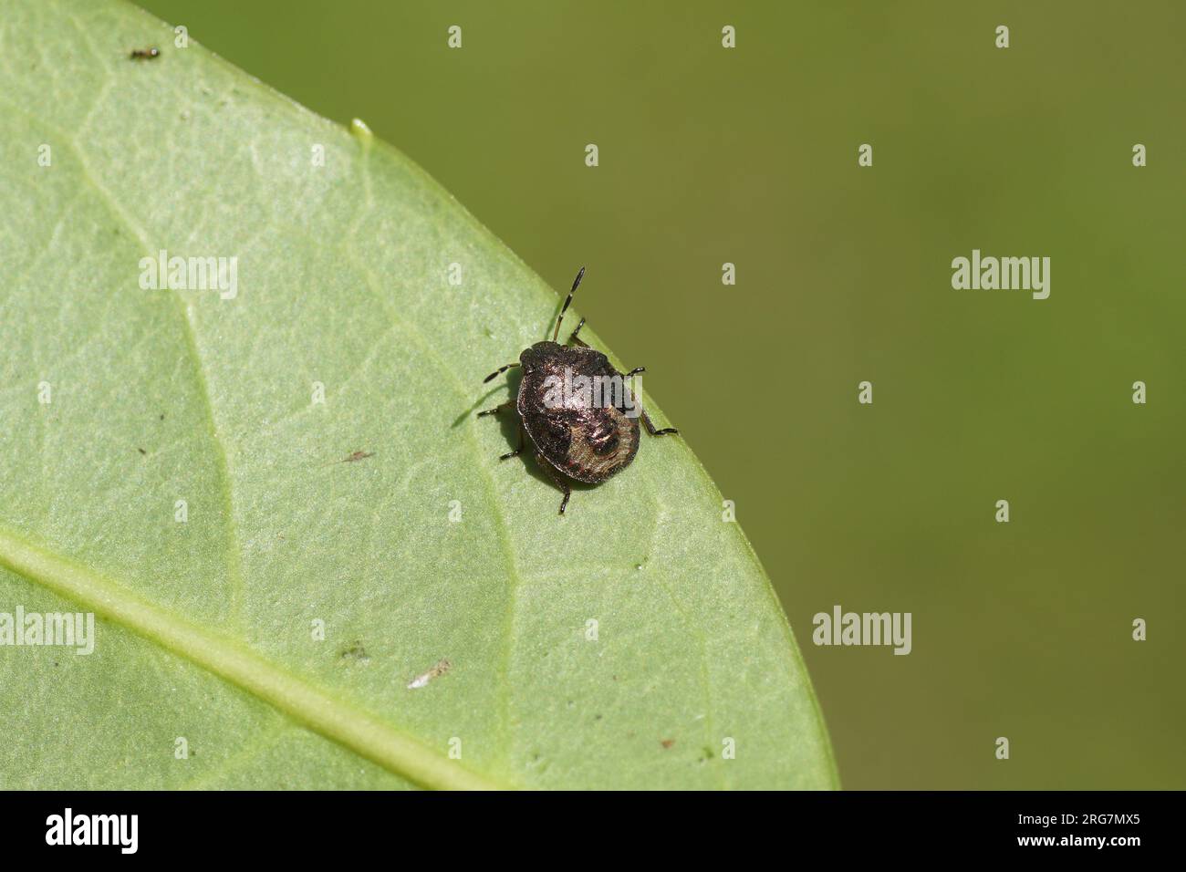 Nymph of a Vernal Shieldbug (Peribalus strictus), family Pentatomidae ...
