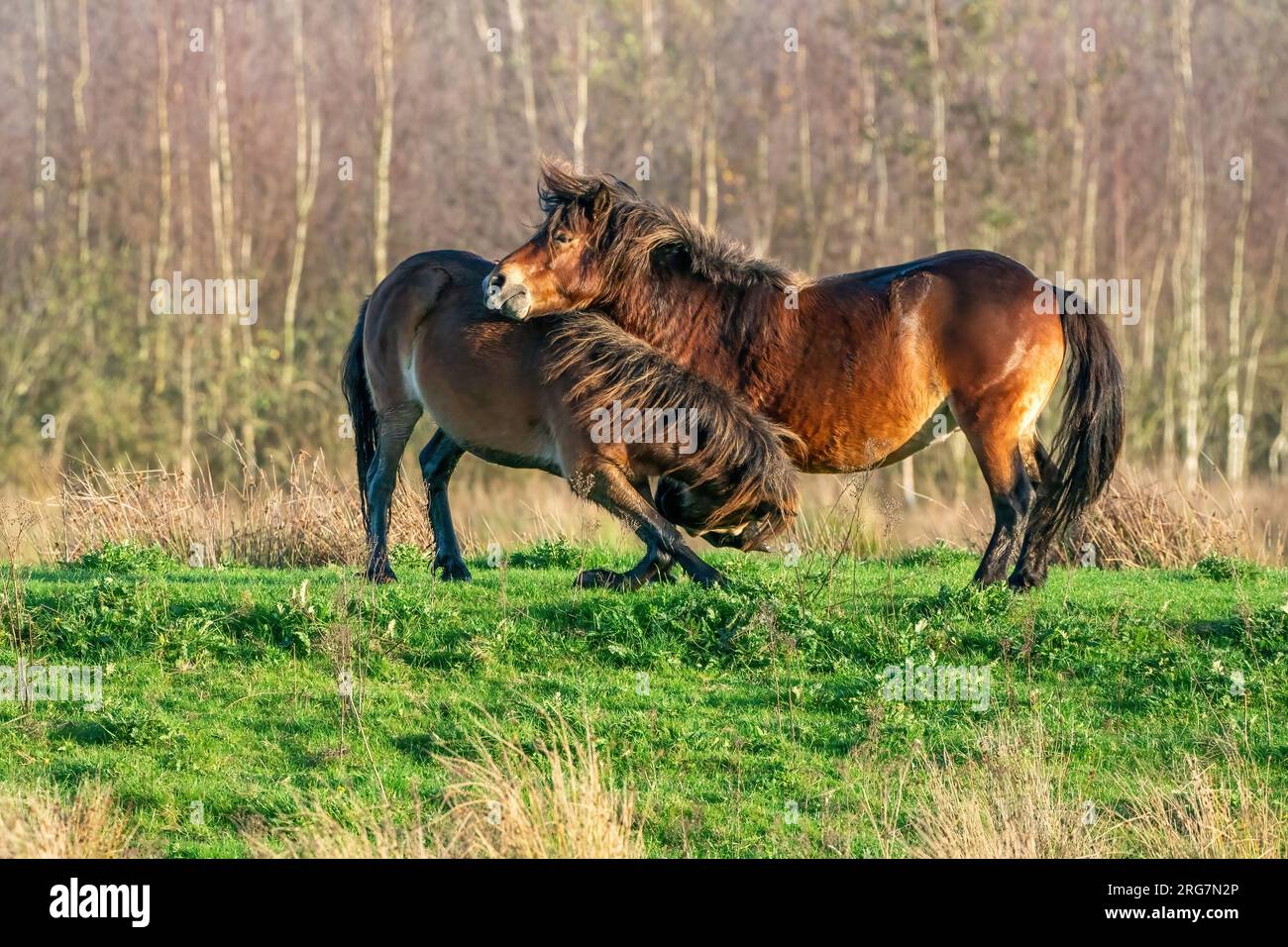 Two fighting wild brown Exmoor ponies, against a forest and reed ...