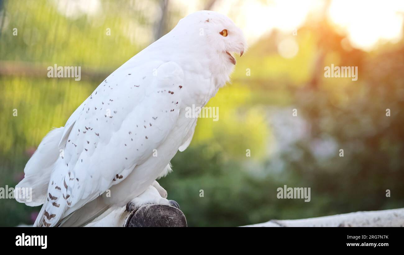 White owl scratches muzzle with paw in nature reserve Stock Photo - Alamy