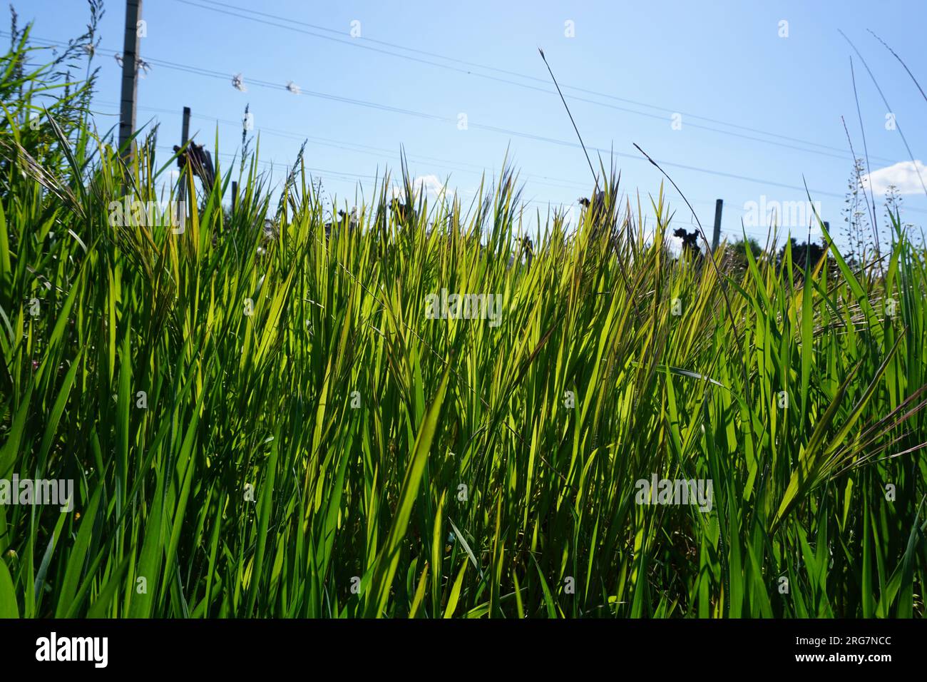 Grass vine hi-res stock photography and images - Alamy
