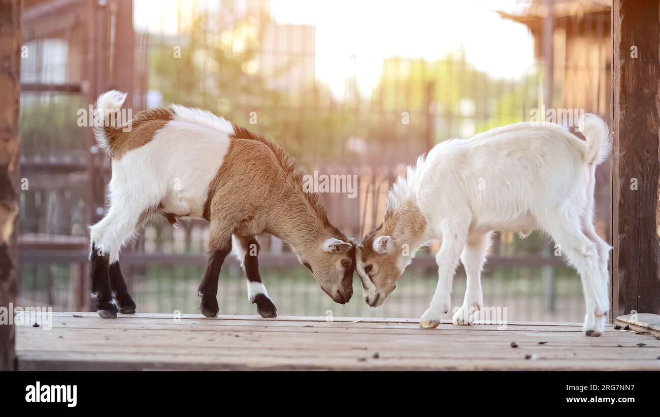 Little goats fools around on wooden bridge in fenced area Stock Photo ...