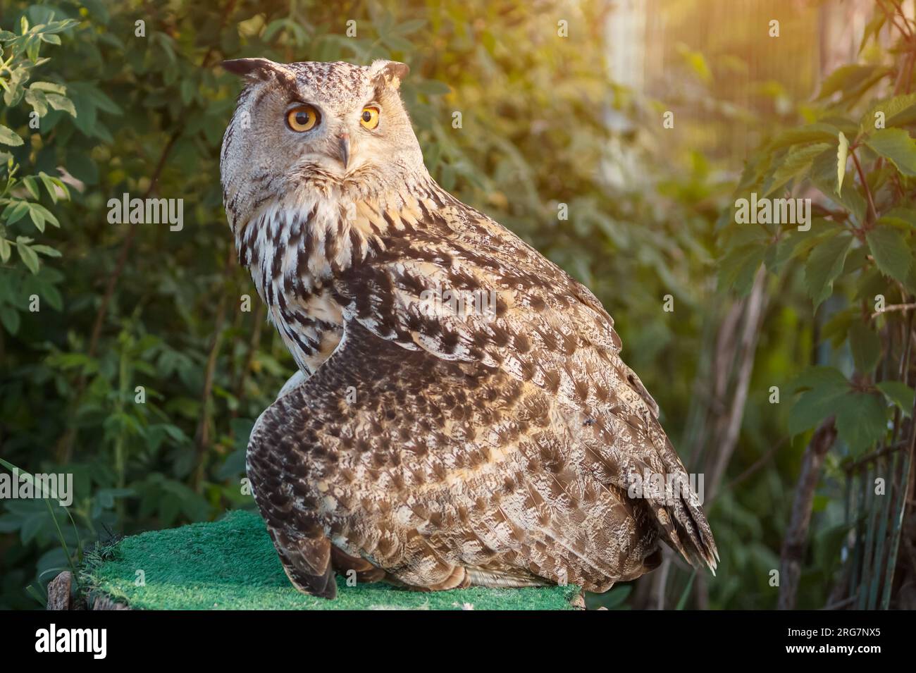 Dark owl moves head sitting on stump in nature reserve Stock Photo - Alamy