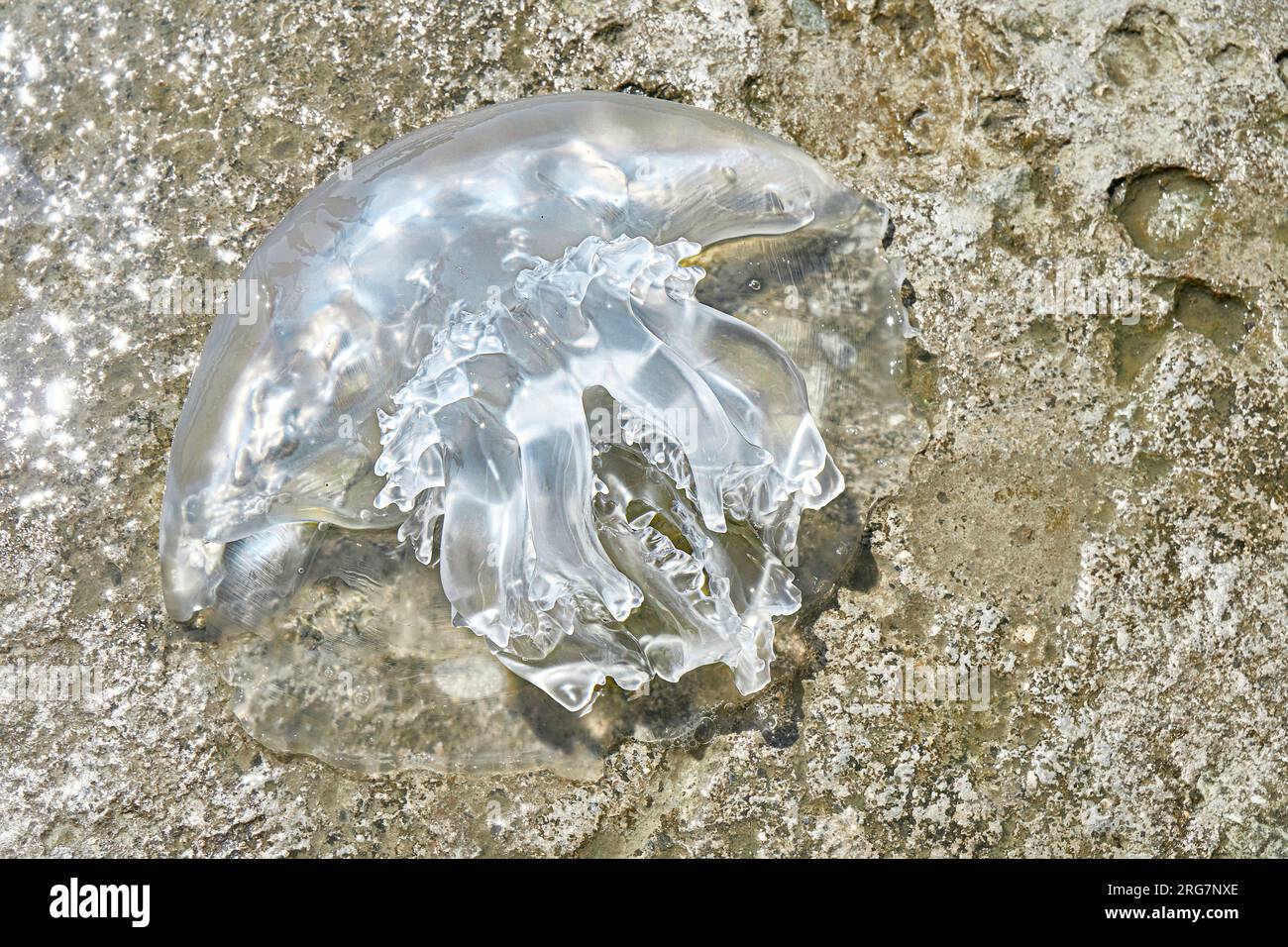 Jellyfish lying on sunlit rocks of sea beach. Transparent itchy ...