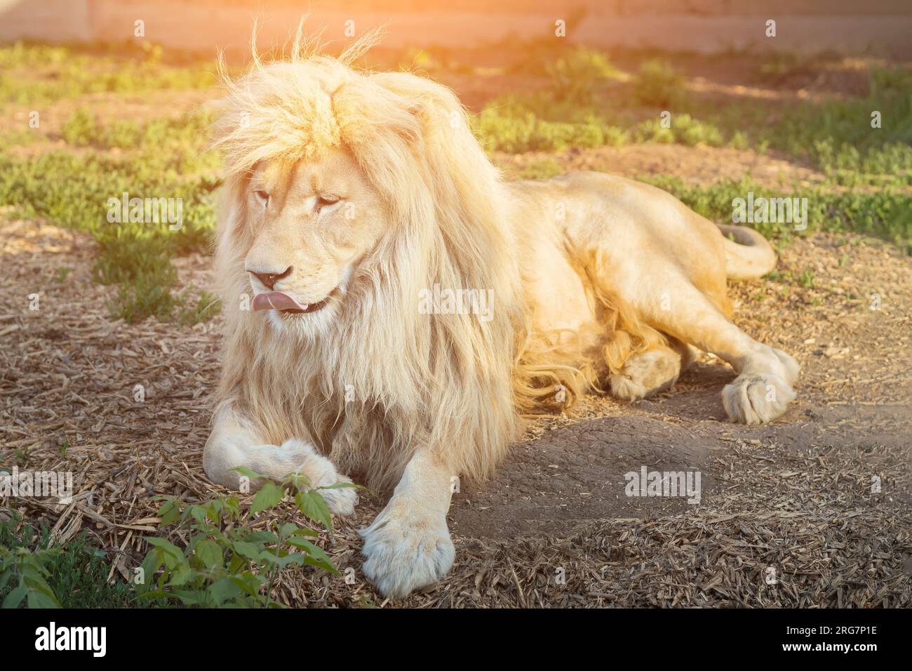 Lion with fluffy mane lies on fenced territory of zoo Stock Photo - Alamy