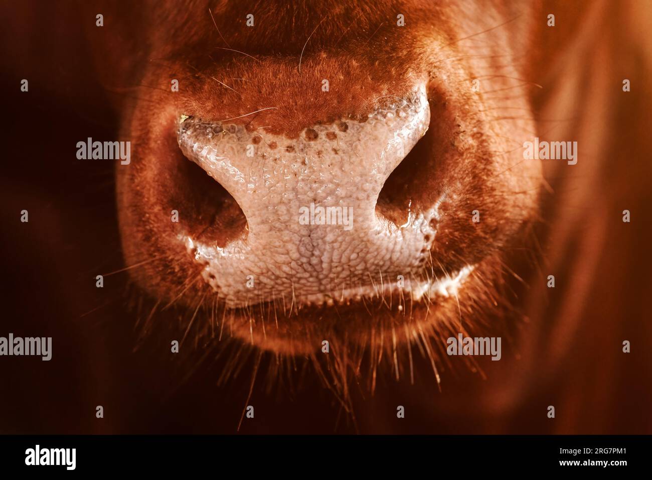 Cow muzzle hi-res stock photography and images - Alamy