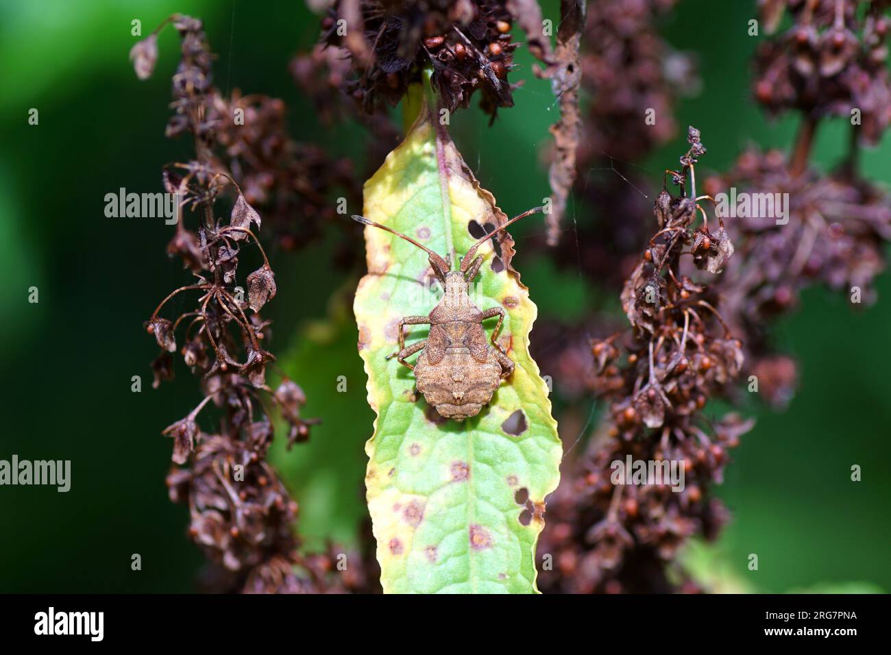 Nymph Dock bug (Coreus marginatus), family Coreidae on faded bitter ...