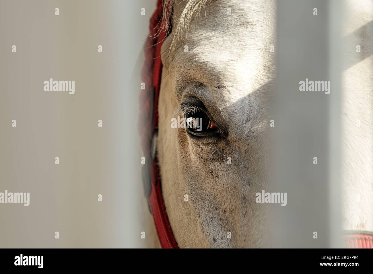 White horse in ranch pen, beautiful male animal behind the fence Stock ...