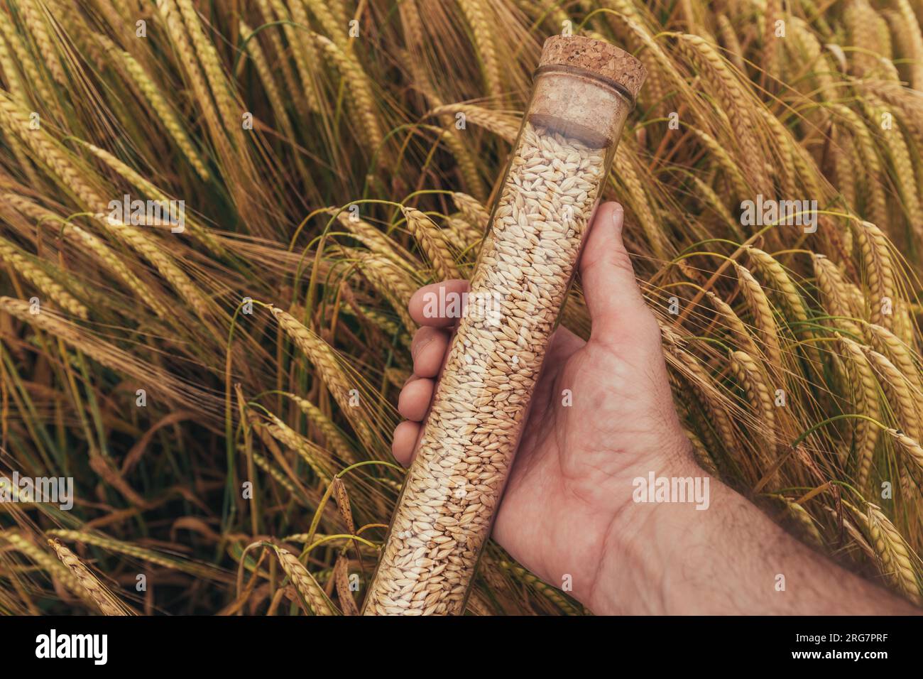Farm worker holding plastic tube with wheat grain sample, selective ...