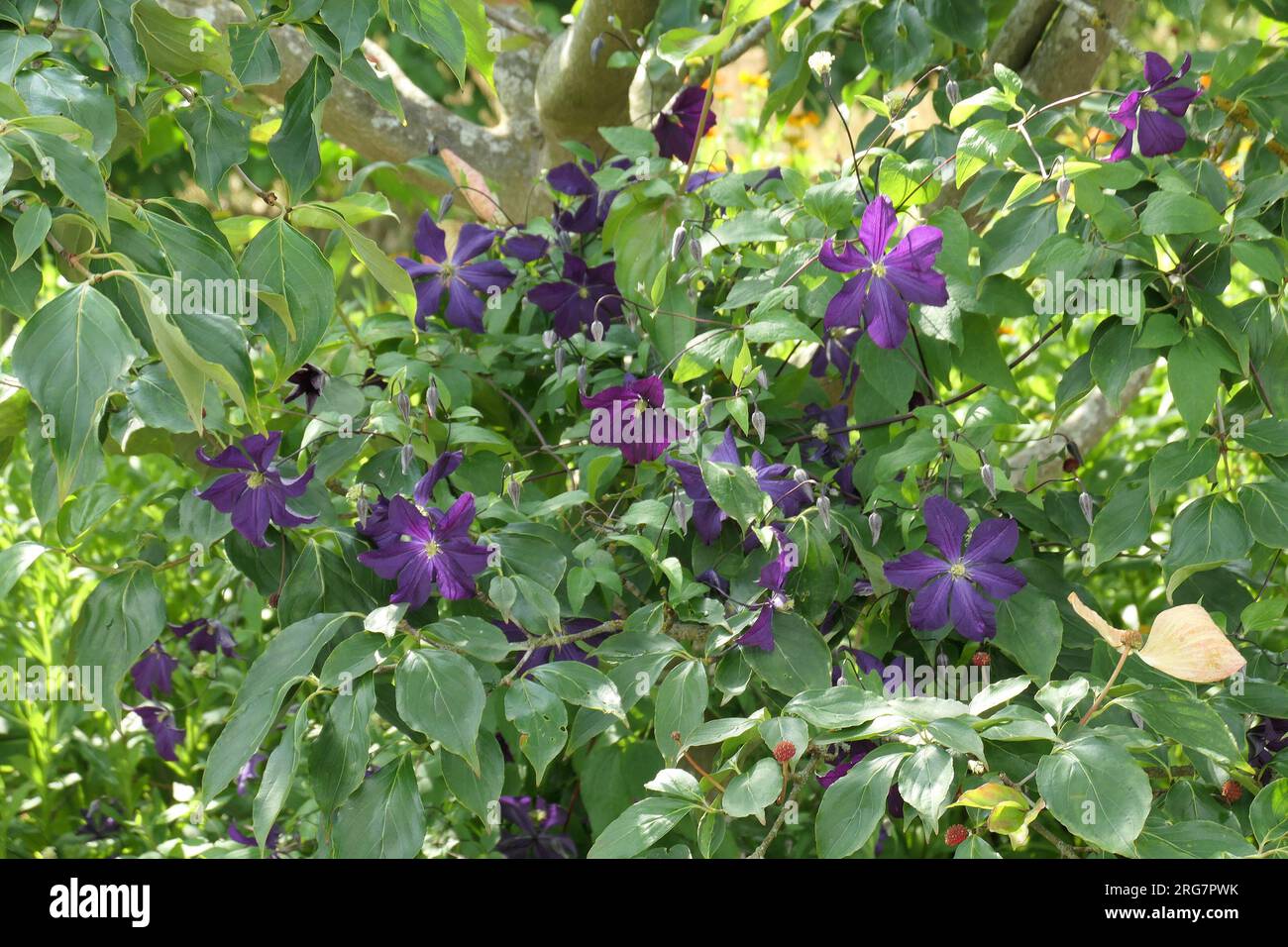 Clematis vesuvius hi-res stock photography and images - Alamy