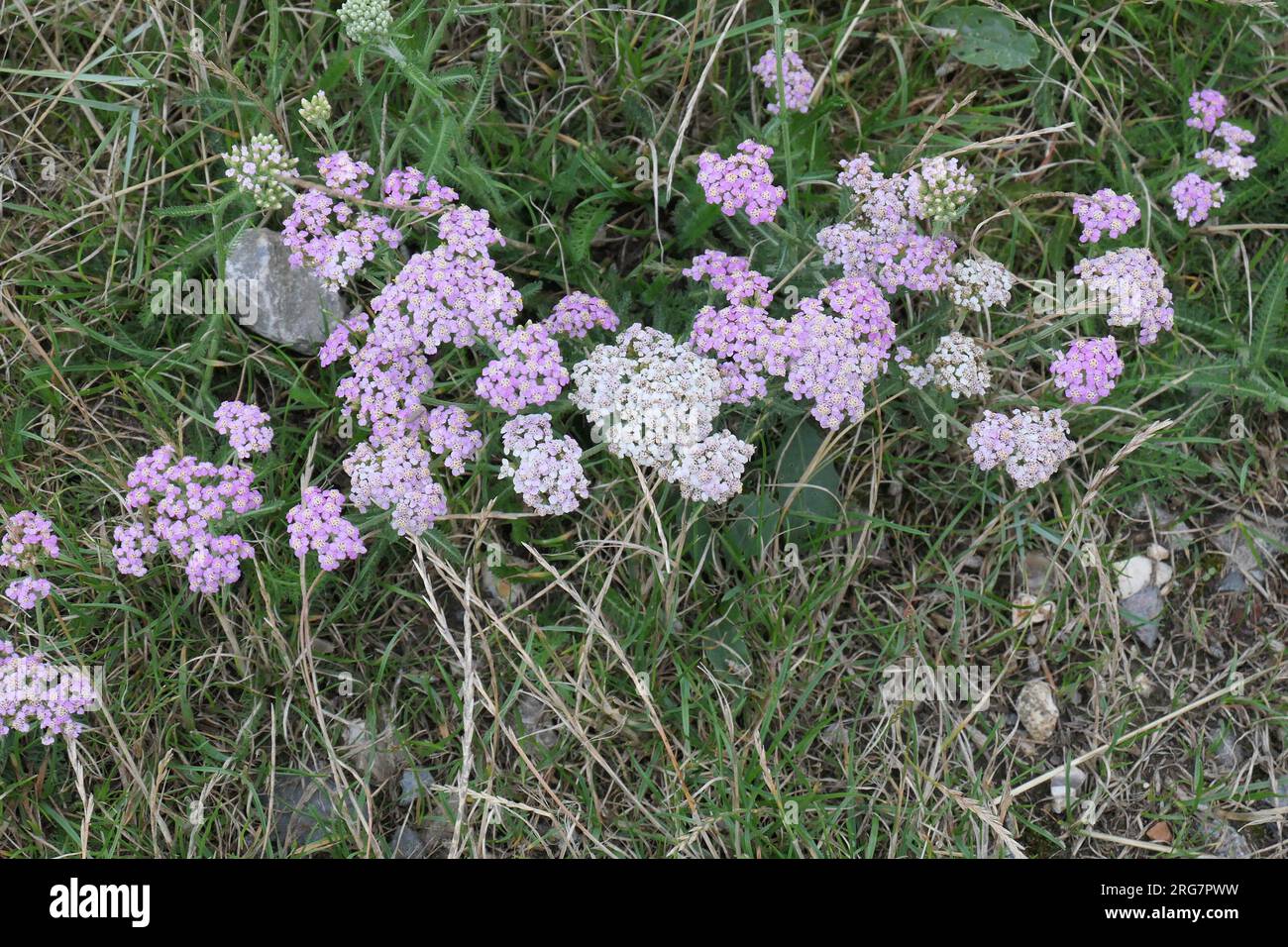 Closeup of the pink flowers of the summer flowering native plant ...