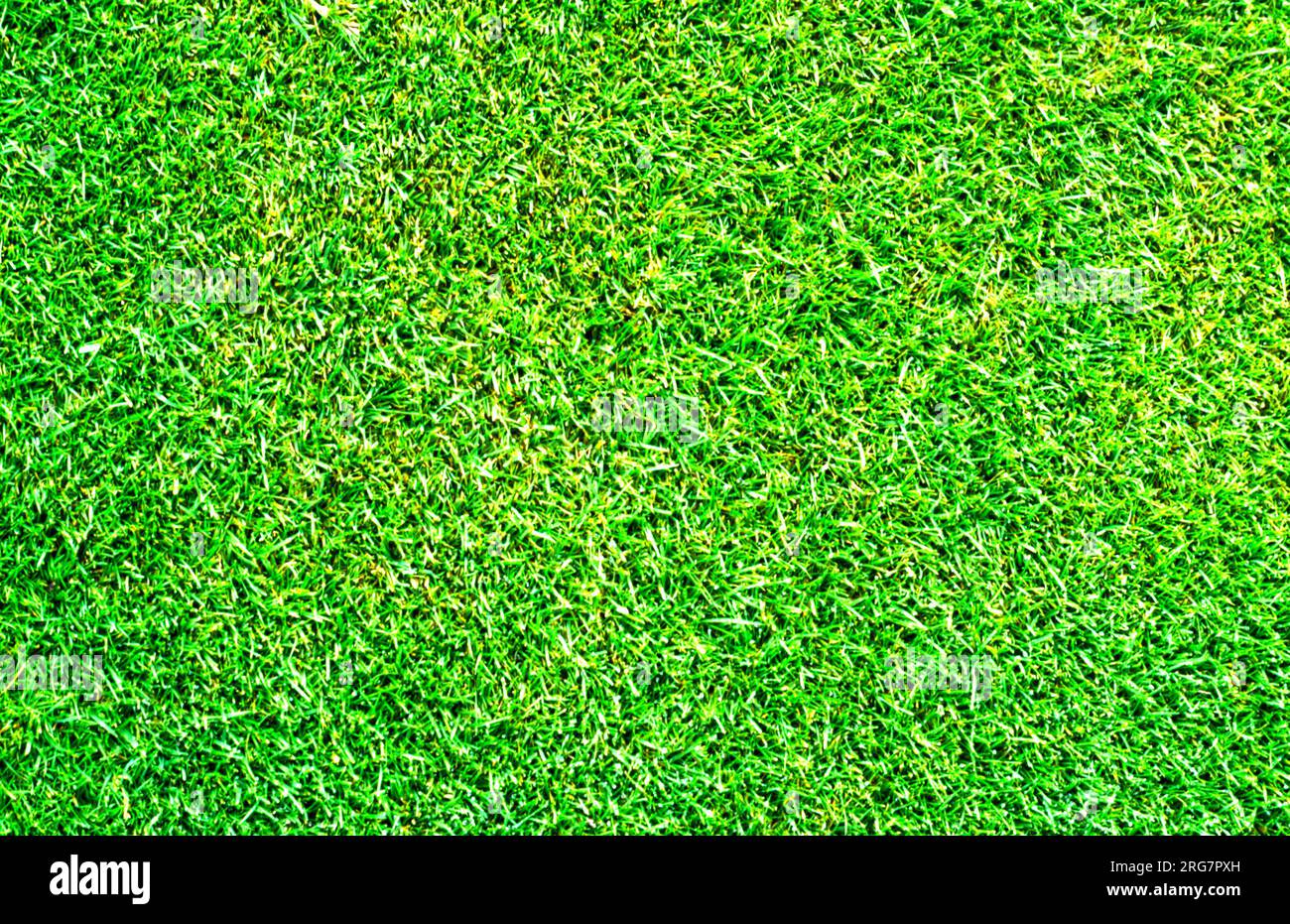 Lawn recently cut with short grass Stock Photo - Alamy