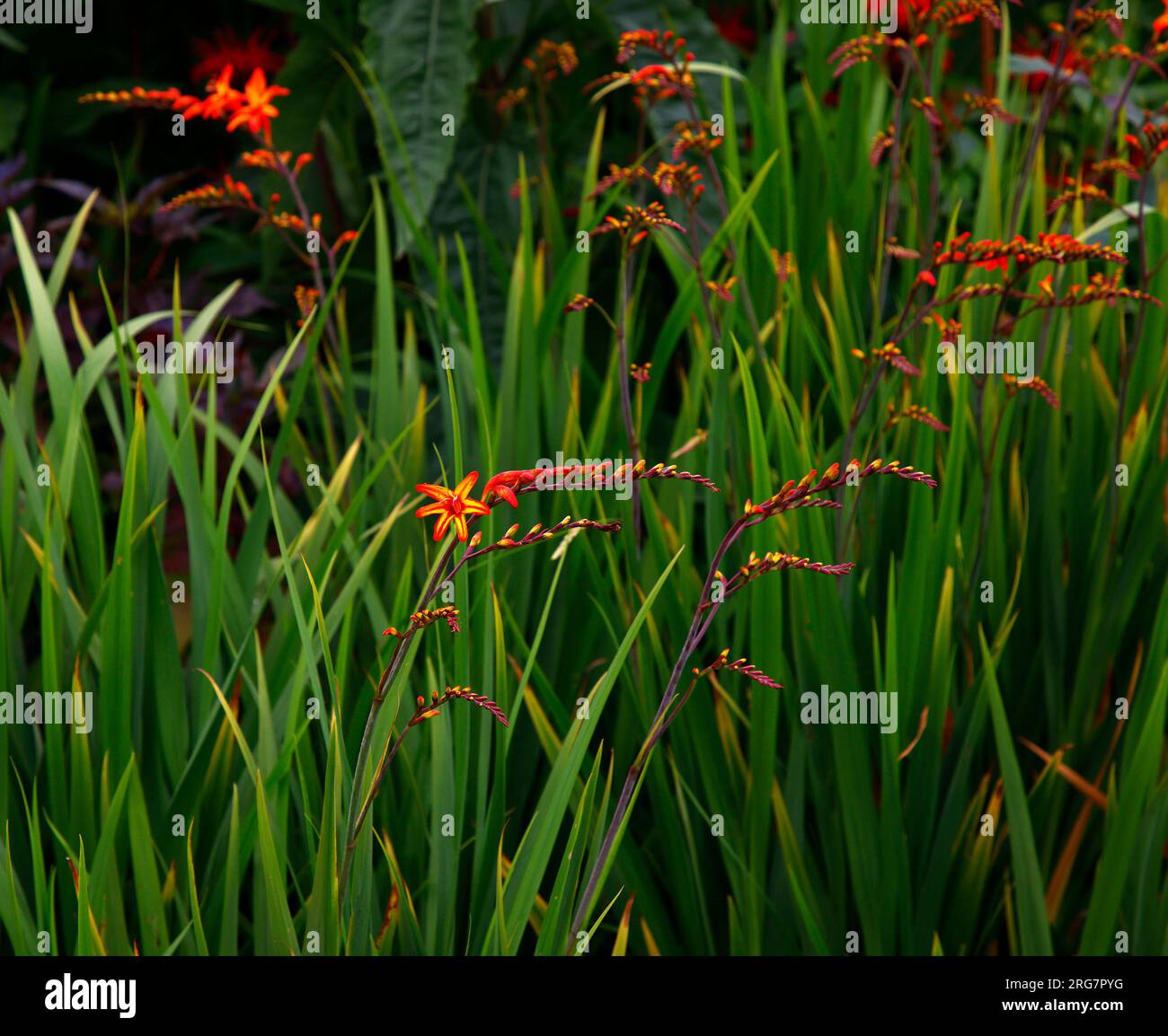 Closeup of the multi flowering flowering herbaceous perennial garden ...
