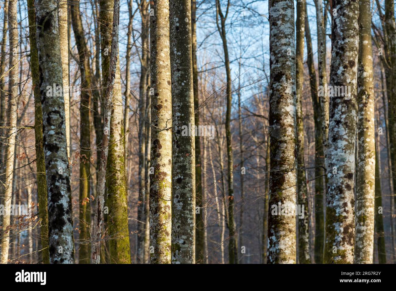 Woodland landscape tree trunks hi-res stock photography and images - Alamy
