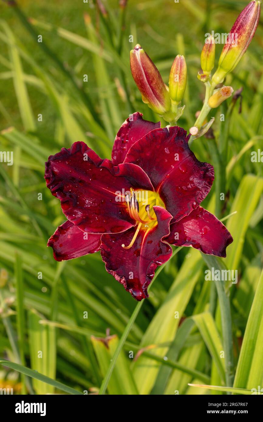 'Ed Murray' Daylily, daglilja (Hemerocallis Stock Photo - Alamy