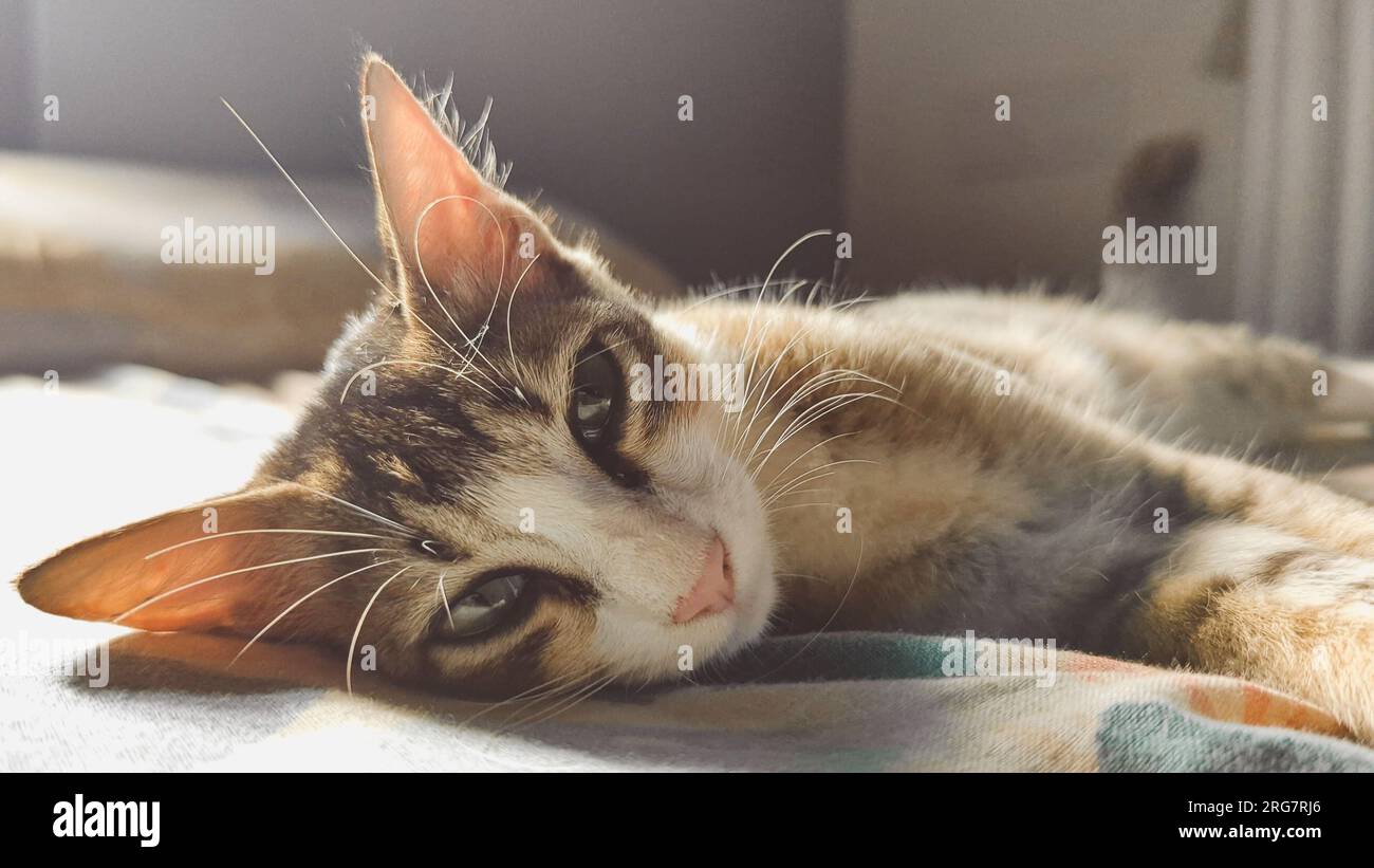 closeup portrait of an adorable sleepy pet tabby cat with green eyes ...