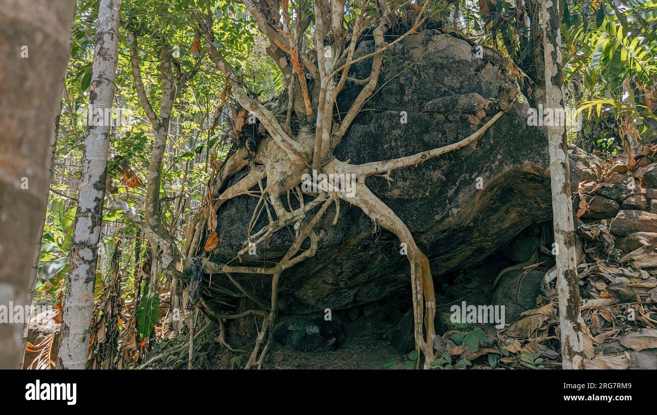 roots and vines of a tree spread on a large rock supporting it from ...