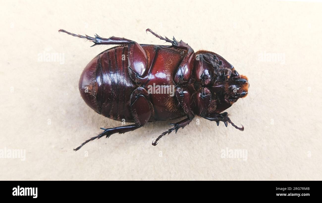 closeup of a beetle upside down on its back showing its exoskeleton and ...