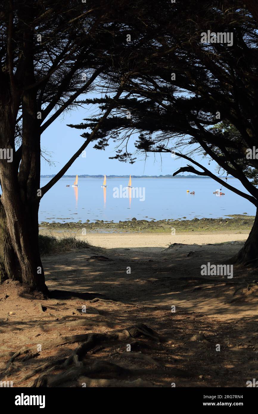 View through trees to sailing boats from Route du Pointe de Bill close ...