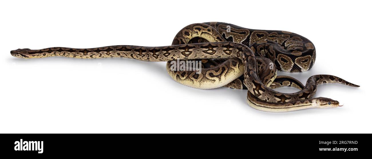 3 snakes; 2 Ball Python and a Boa, tangled up and living like friends ...