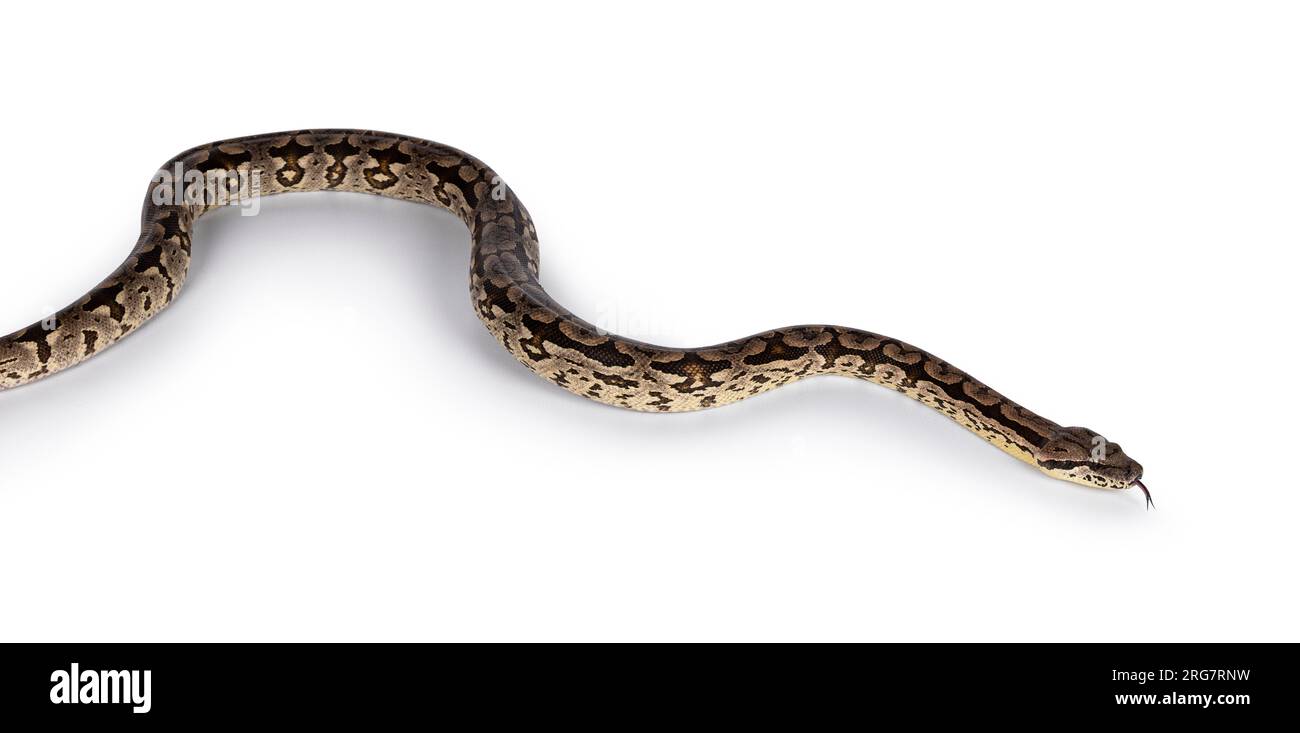 Full body shot of a Boa snake in movement. Isolated on a white ...