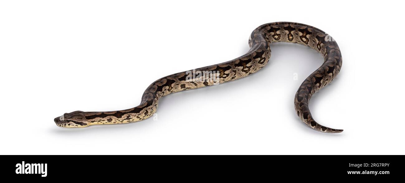 Full body shot of a Boa snake in movement. Isolated on a white ...