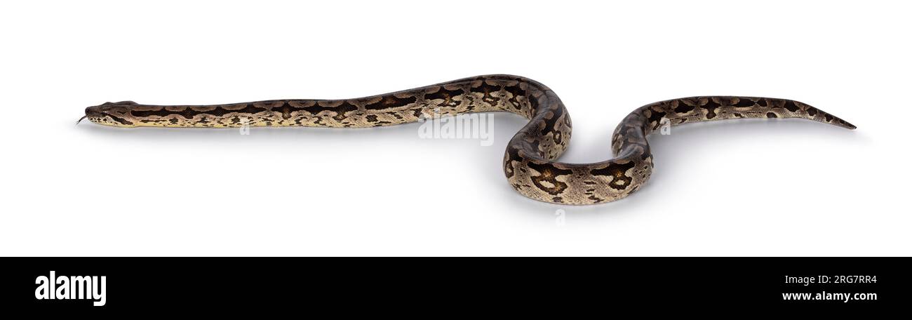 Full body shot of a Boa snake in movement. Isolated on a white ...
