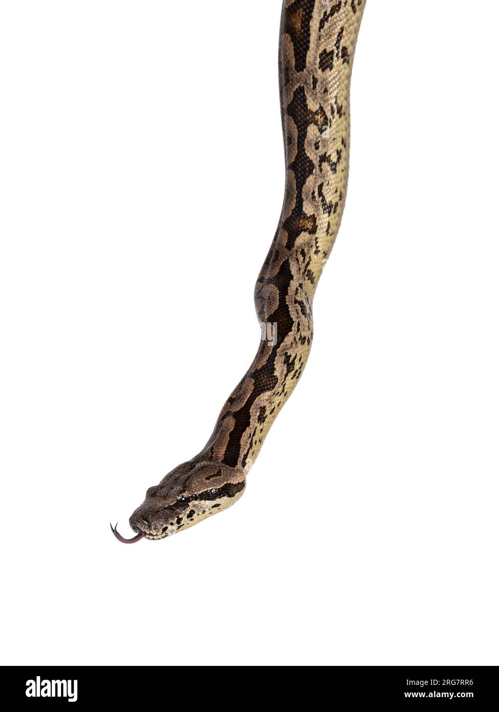Head shot of a Boa snake. Tongue out. Isolated on a white background ...