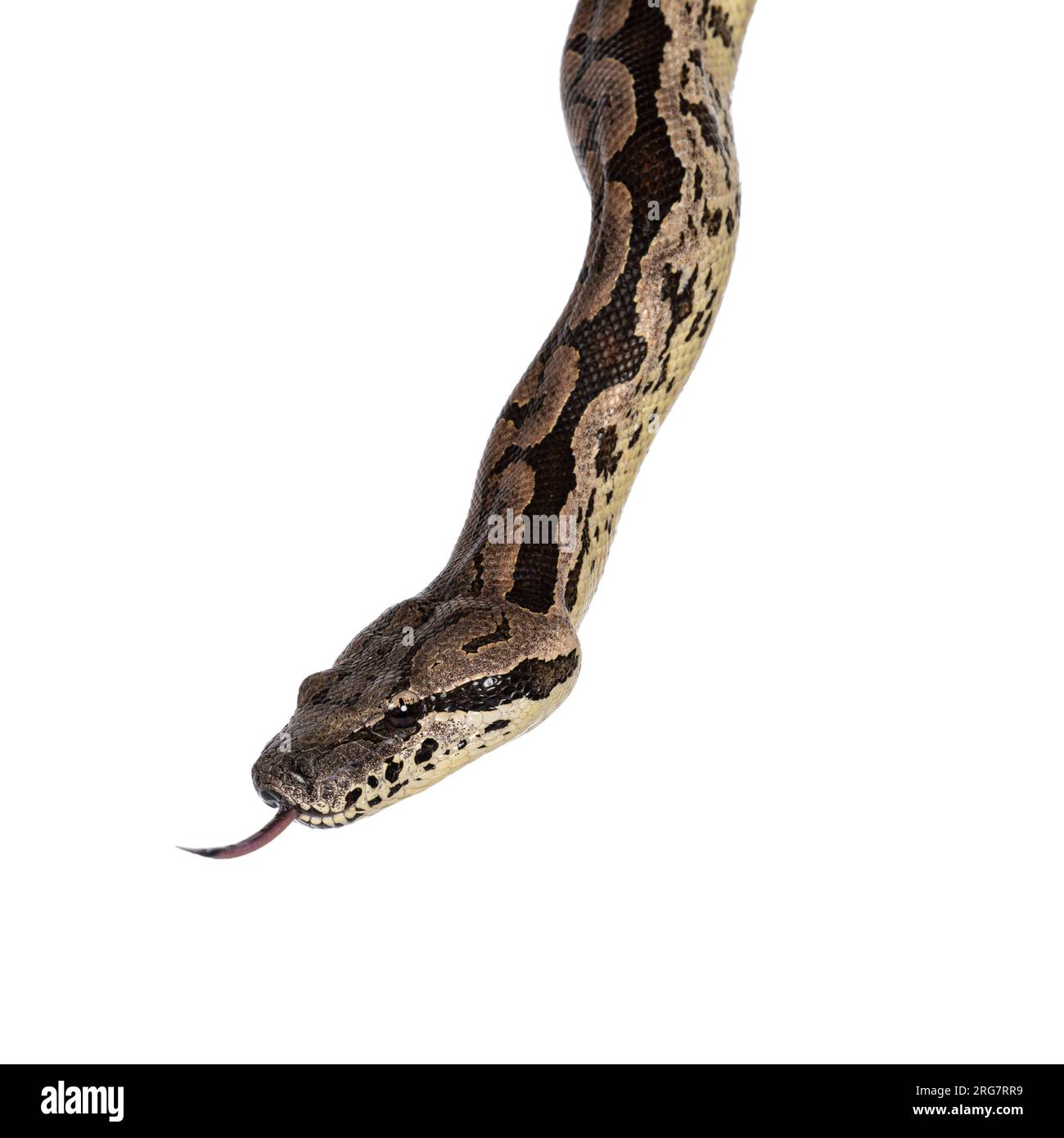 Head shot of a Boa snake. Tongue out. Isolated on a white background ...