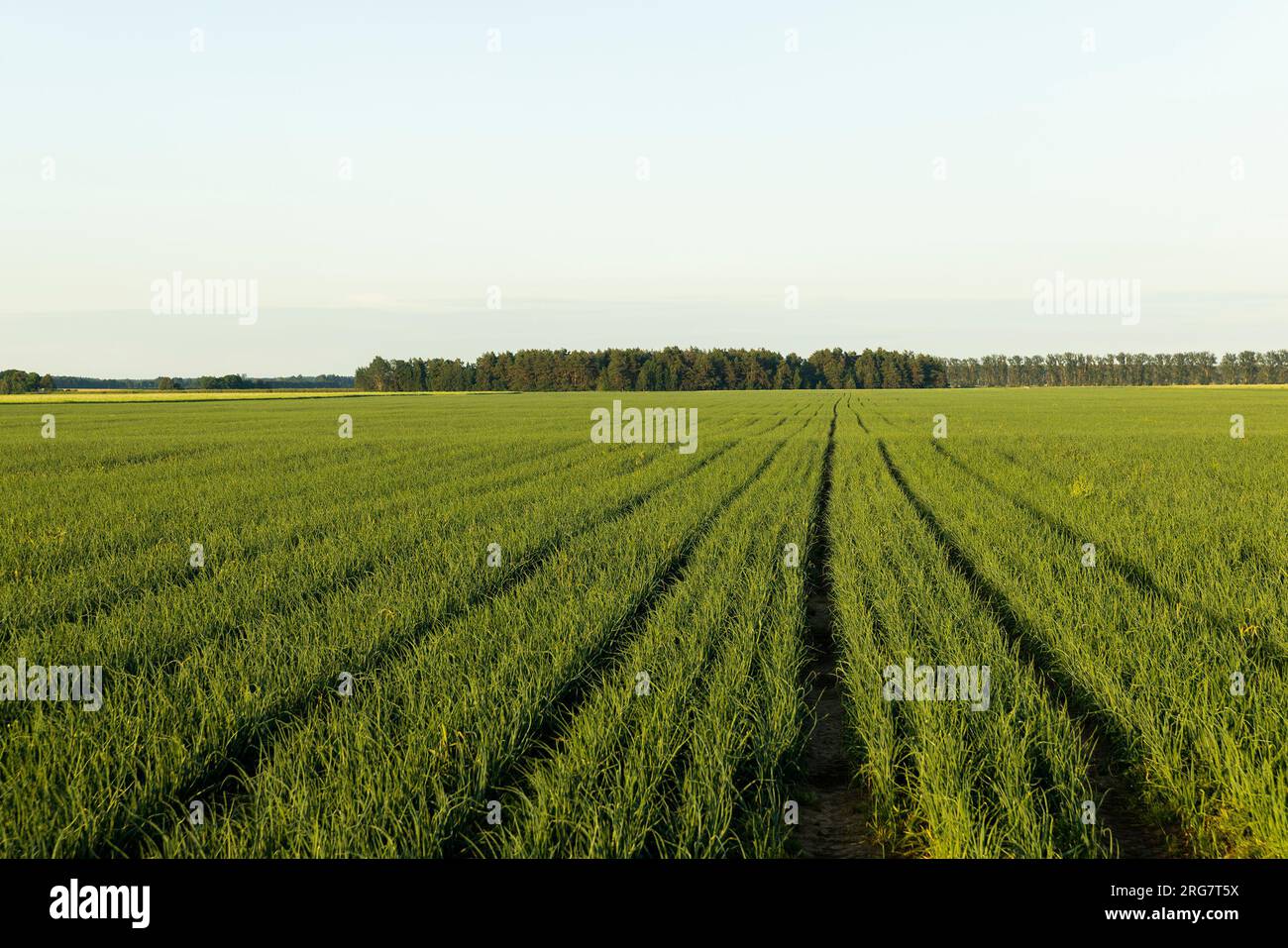 Green ripe onions in the field, ripe green onions ready for harvest ...