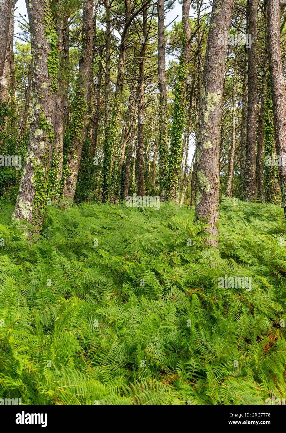 Deciduous woodland trees, Isla del Faro, Cies Islands, Atlantic Islands ...