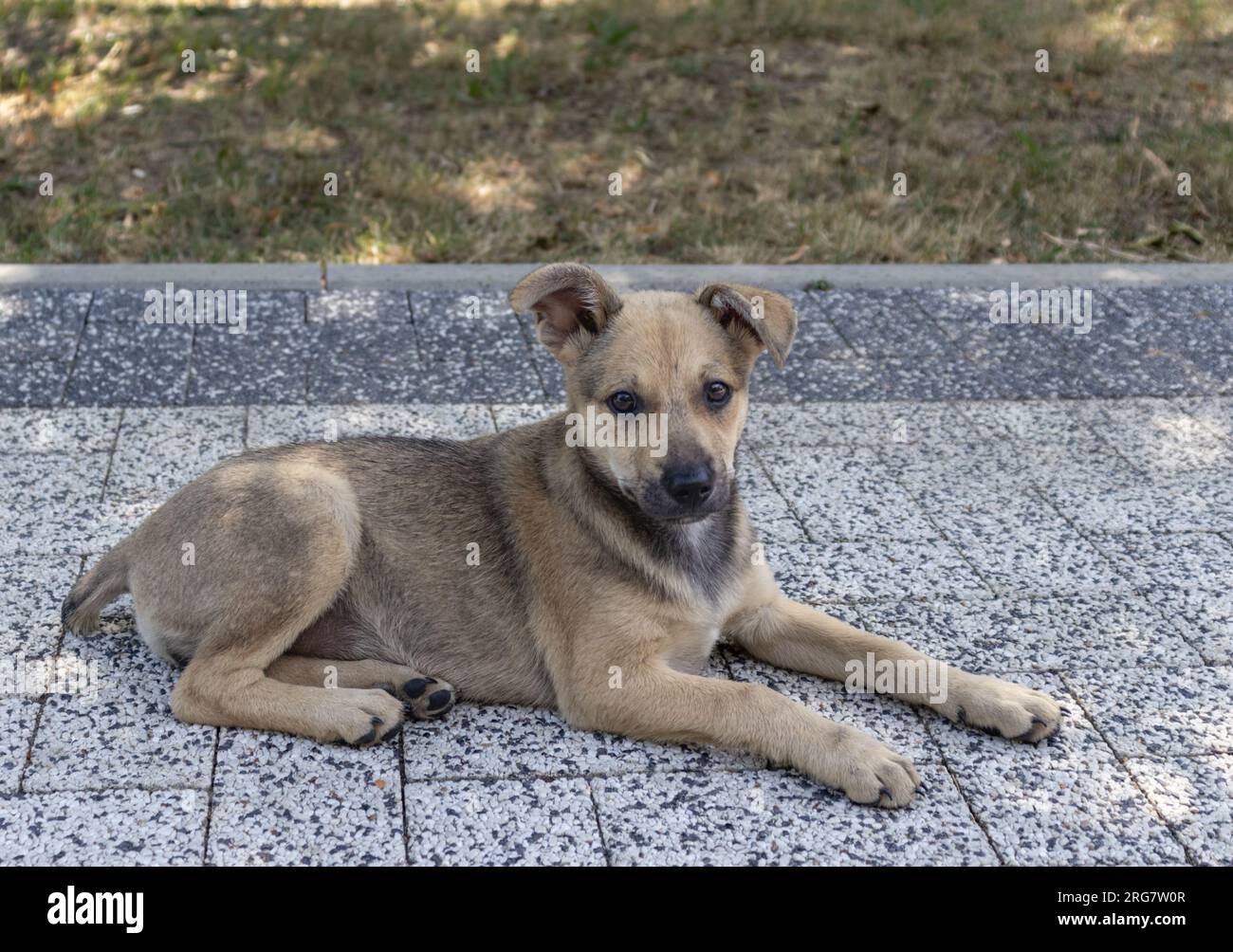 Sad stray dog laying on the pavement in a park on a summer day Stock Photo - Alamy