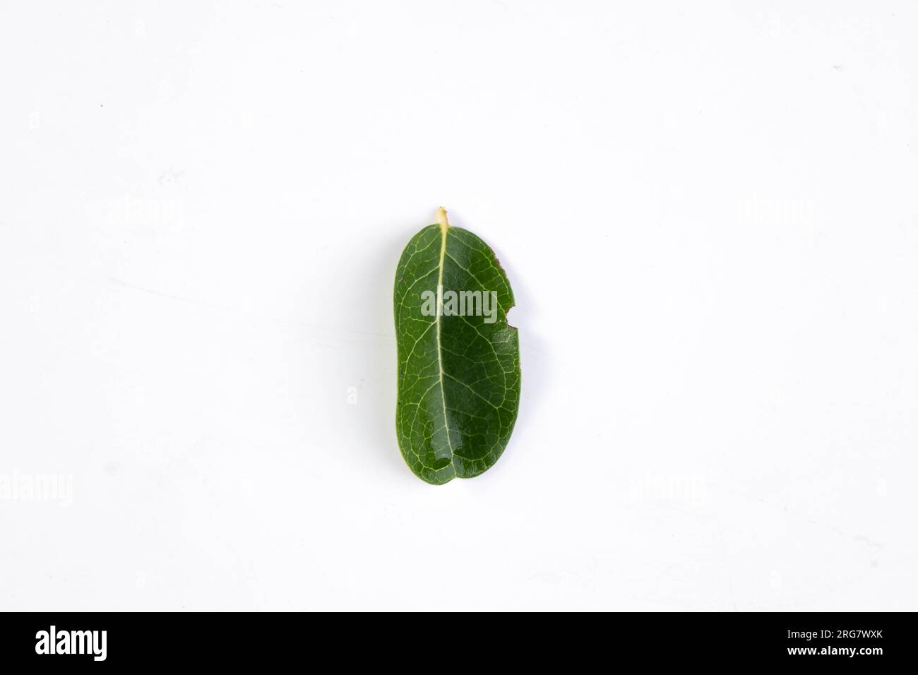 One green leaf of a tropical tree isolated on white background Stock ...