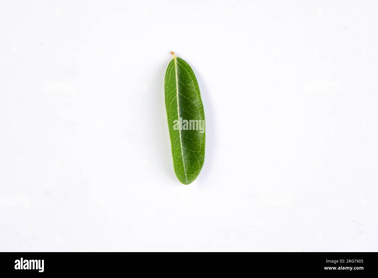 One green leaf of a tropical tree isolated on white background Stock ...