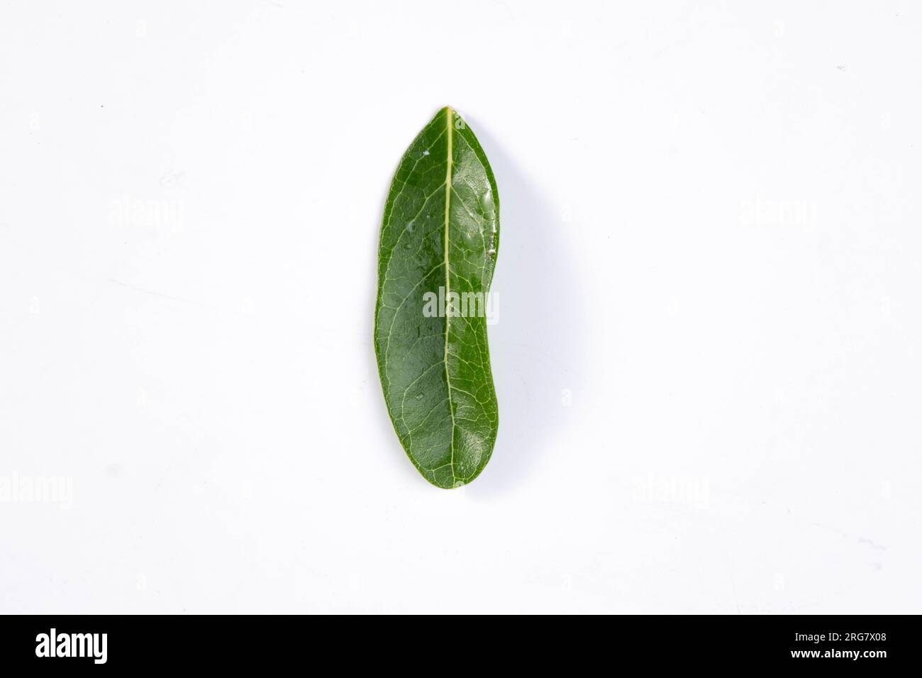 One green leaf of a tropical tree isolated on white background Stock ...